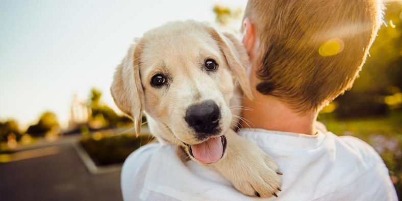 10 Reasons Why are Dogs Better than Cats? | Life Falcon