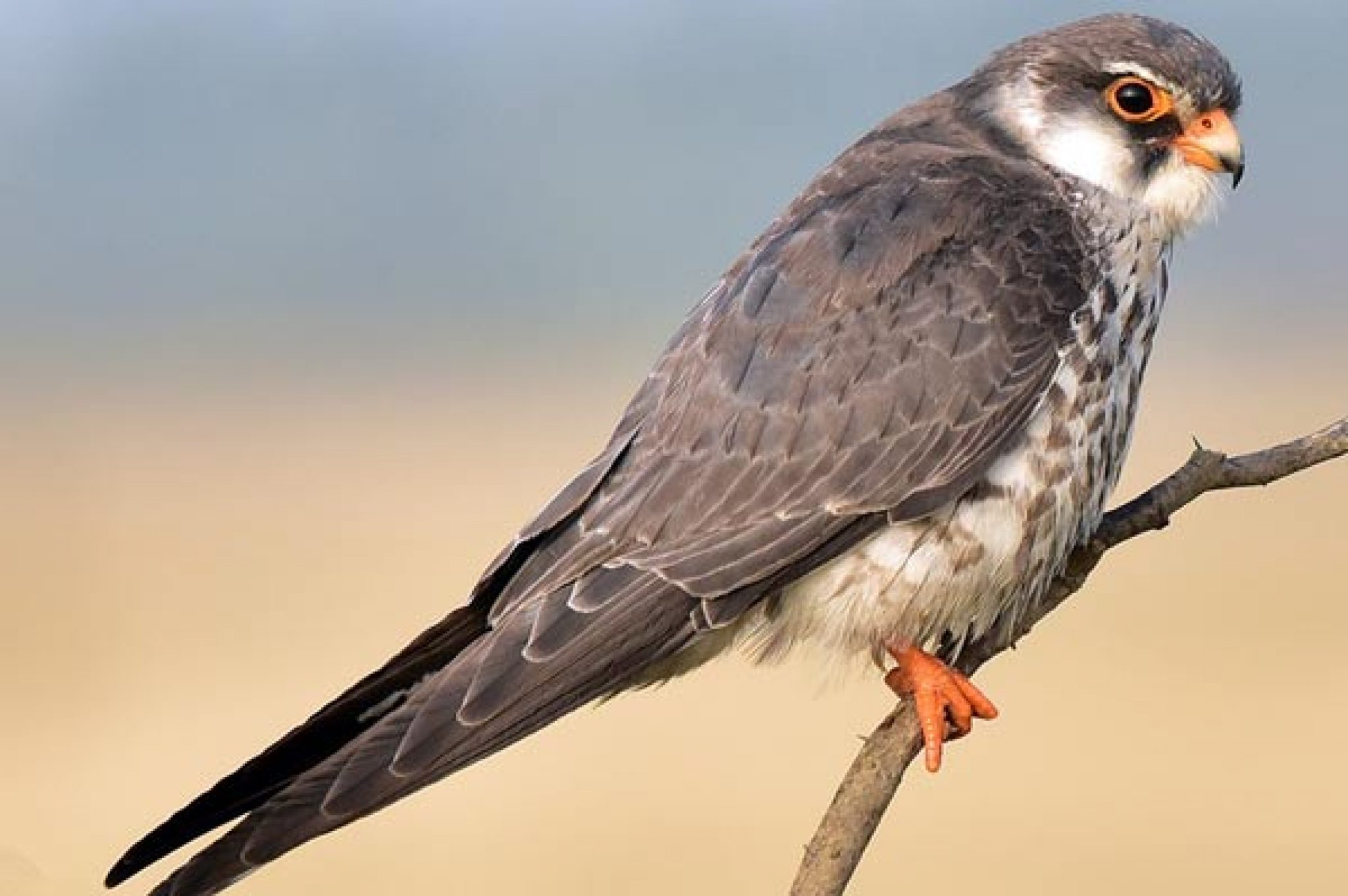 Learn About Falcons - Inspired by our Website Name | LifeFalcon