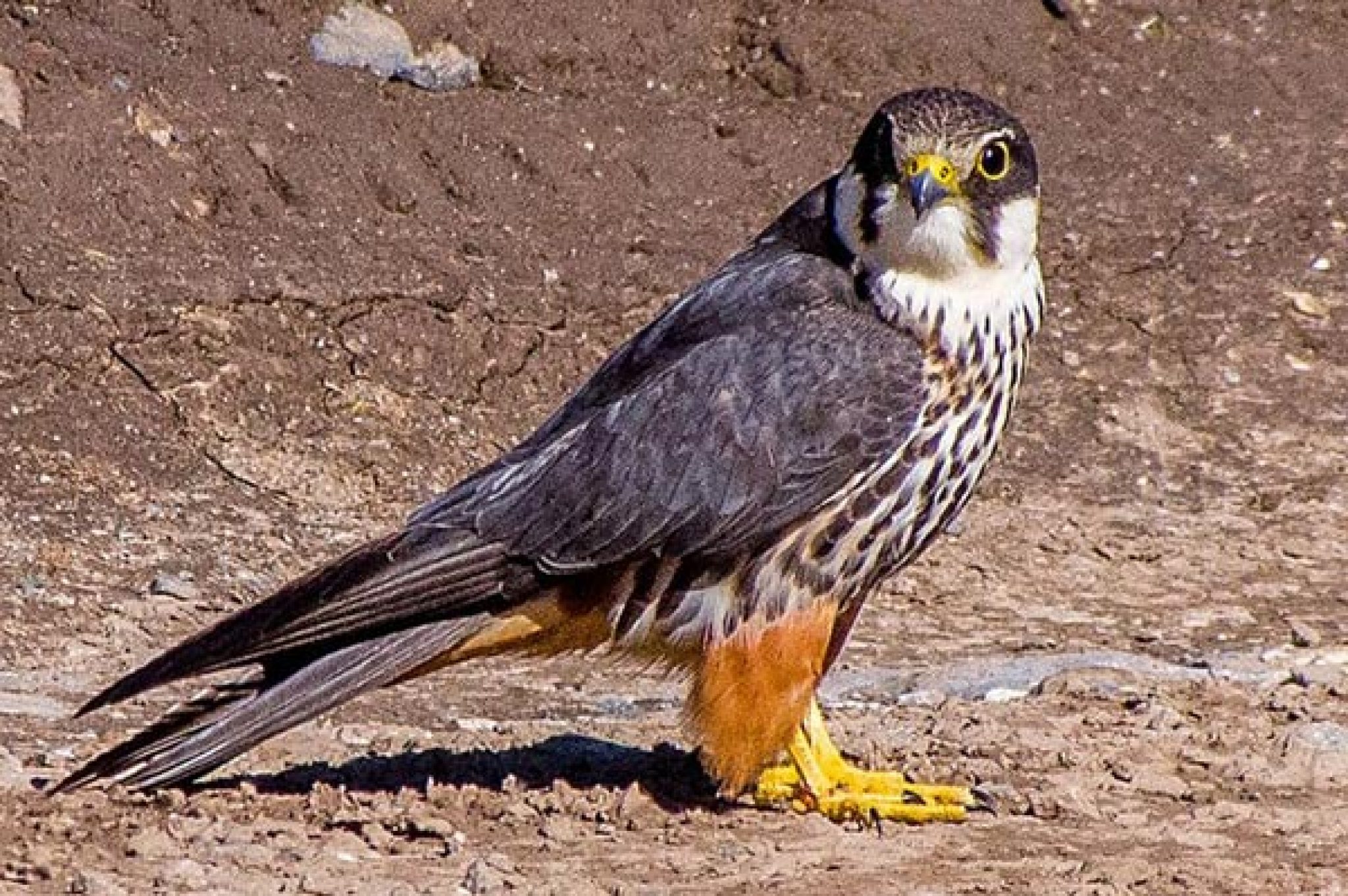 Learn About Falcons - Inspired by our Website Name | LifeFalcon