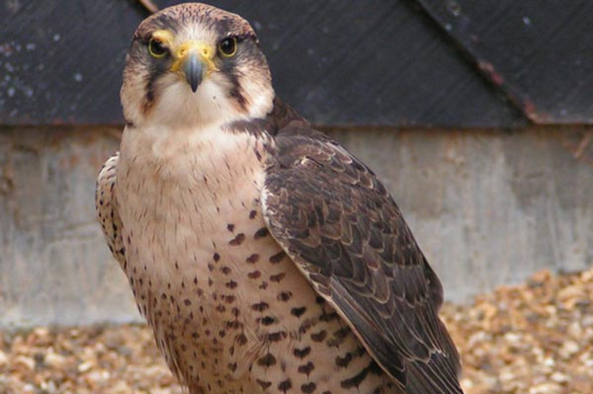 Learn About Falcons - Inspired by our Website Name | LifeFalcon