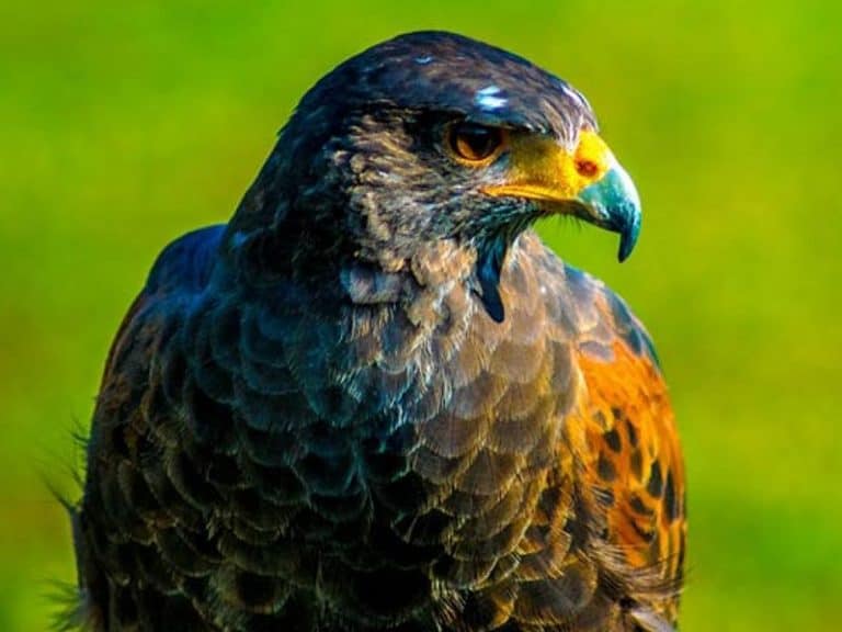 Learn About Falcons - Inspired by our Website Name | LifeFalcon