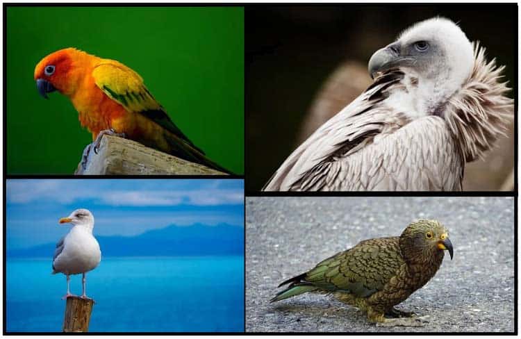 Do Parrots Have Sense of Smell? | LifeFalcon