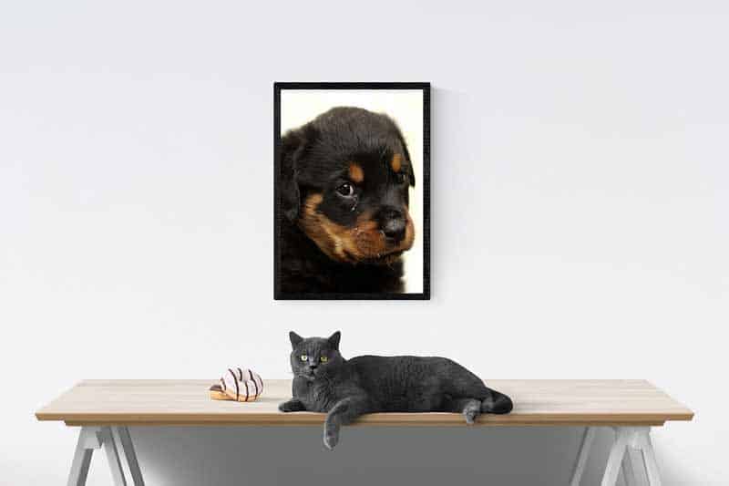 Do Rottweilers Get Along With Cats? | Life Falcon
