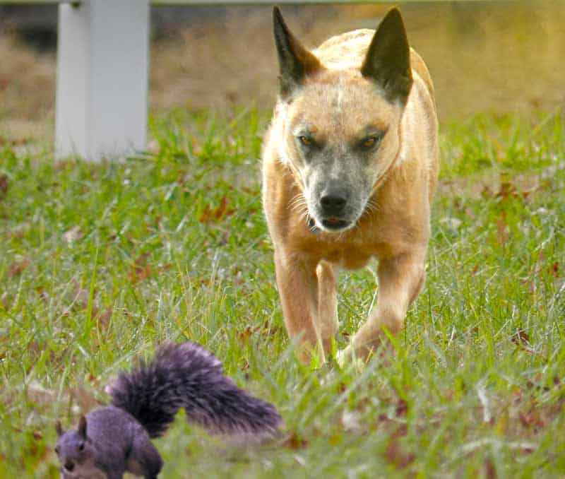 Why Do Dogs Chase Squirrels? - We Know Now | LF