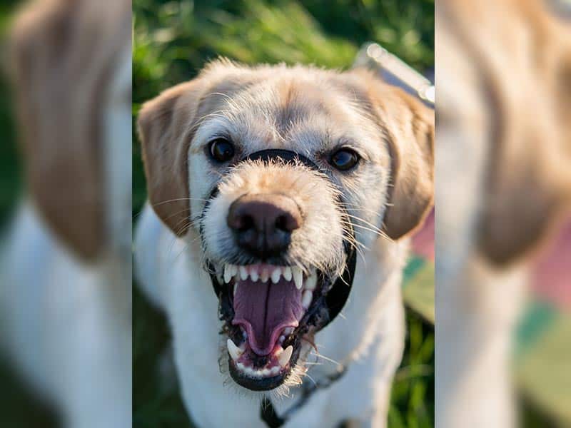 How To Teach Your Dog To Smile? | Life Falcon