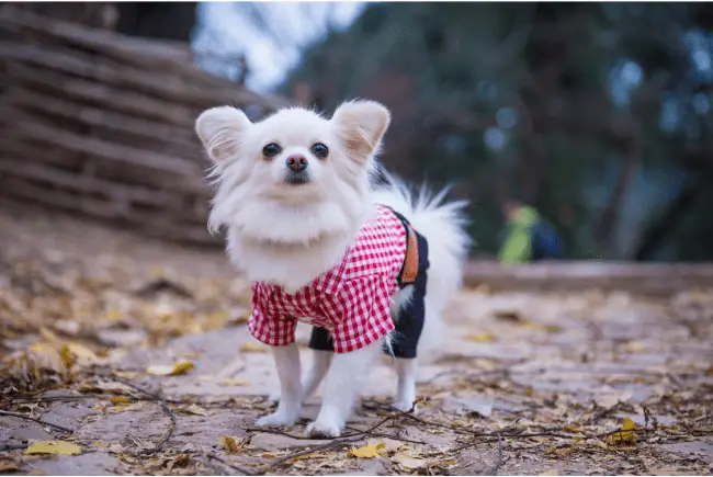 10 Tips For Properly Dressing Your Dog - Ensuring Comfort and Safety ...